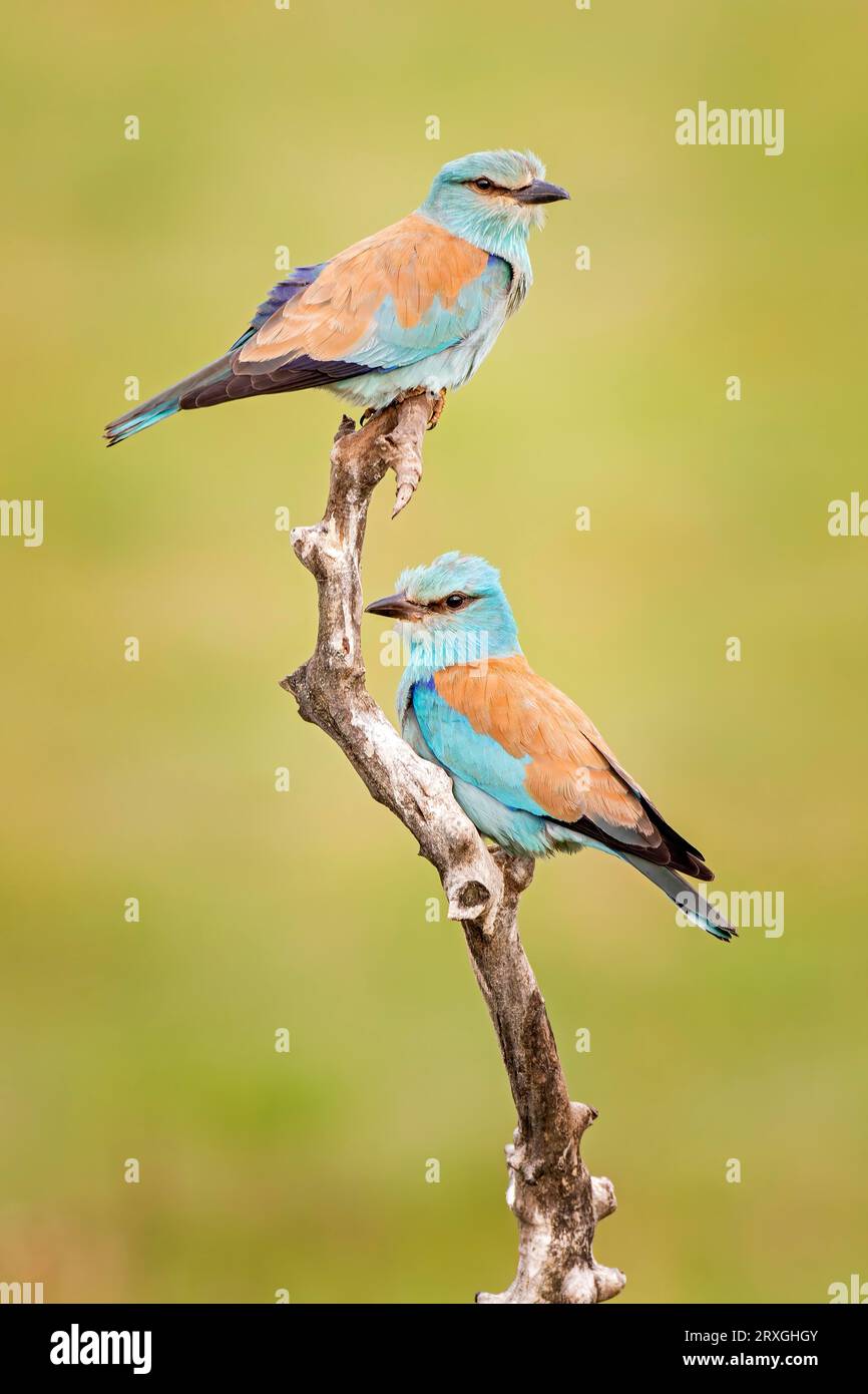 Blue roller hi-res stock photography and images - Alamy