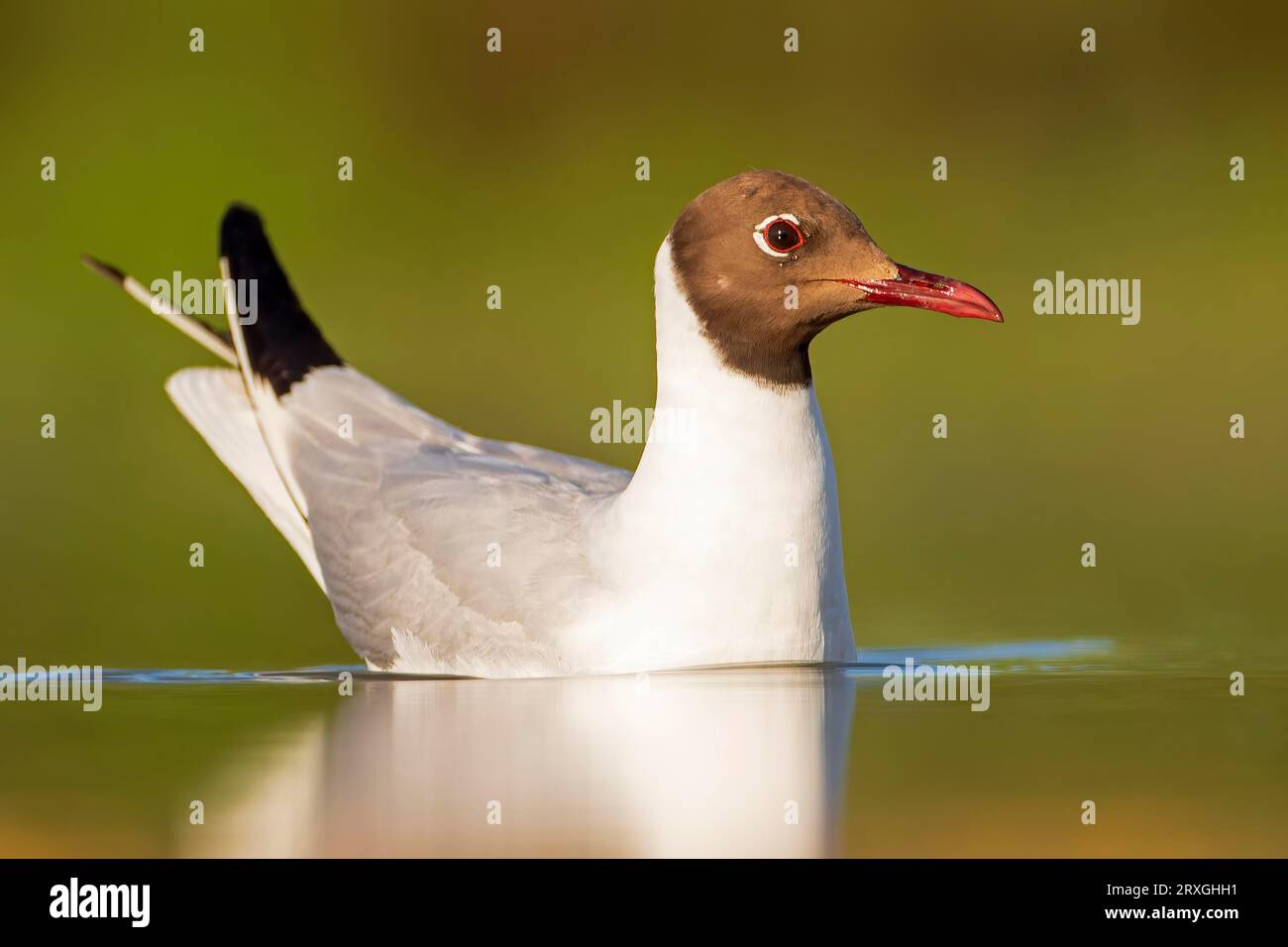 Black-headed Black-headed Gull (Chroicocephalus ridibundus) breeding ...
