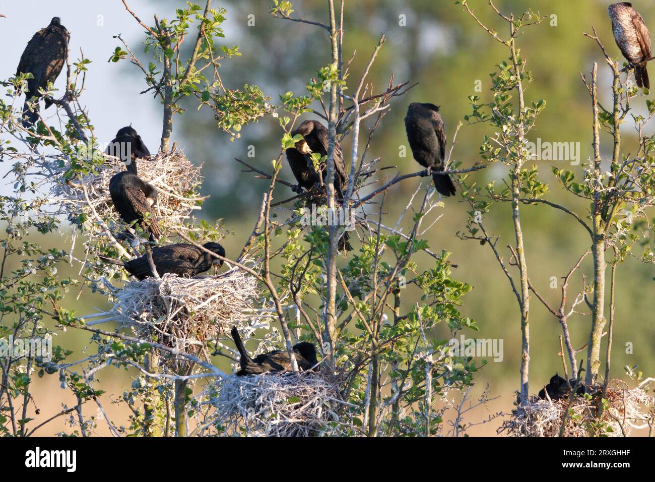 Great cormorant (Phalacrocorax carbo), breeding colony in the Grosser ...