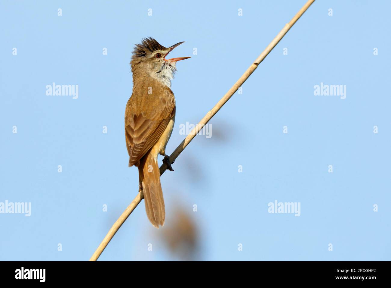 Great reed warbler (Acrocephalus arundinaceus), on the singing platform ...
