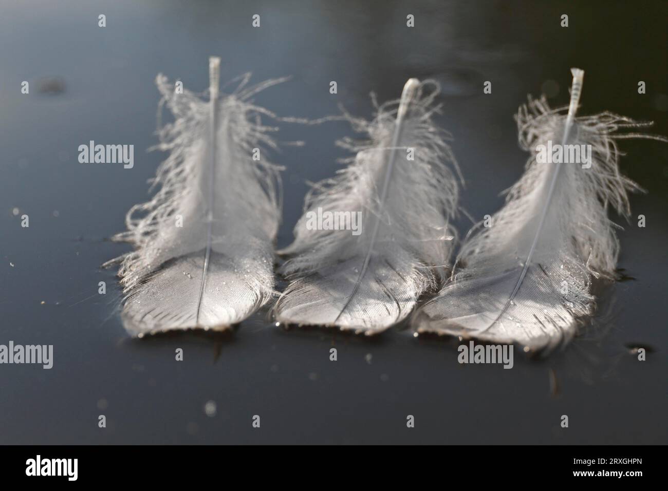 Feathers in the water, nature abstract, Peene Valley River Landscape ...