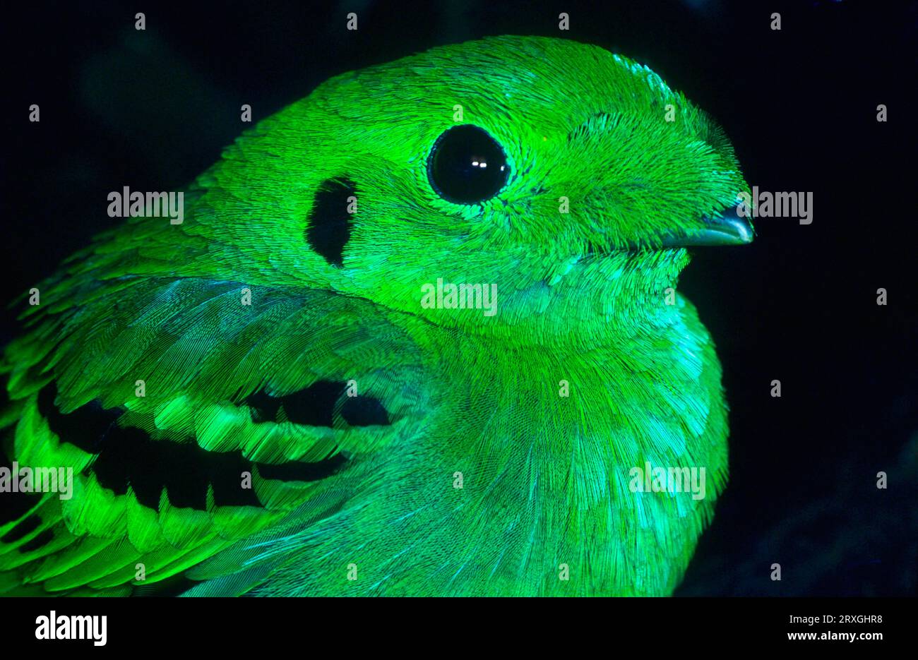 Lesser Green Broadbill (Calyptomena viridis Stock Photo - Alamy