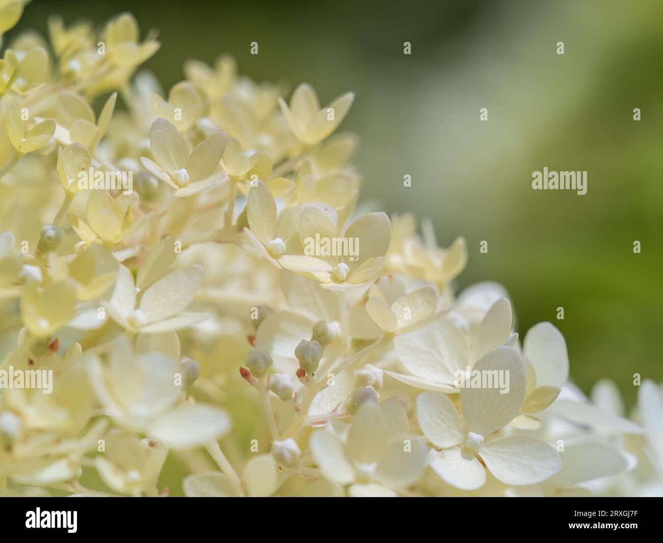 Lush white and yellow hydrangea flowers in summer. White and yellow ...