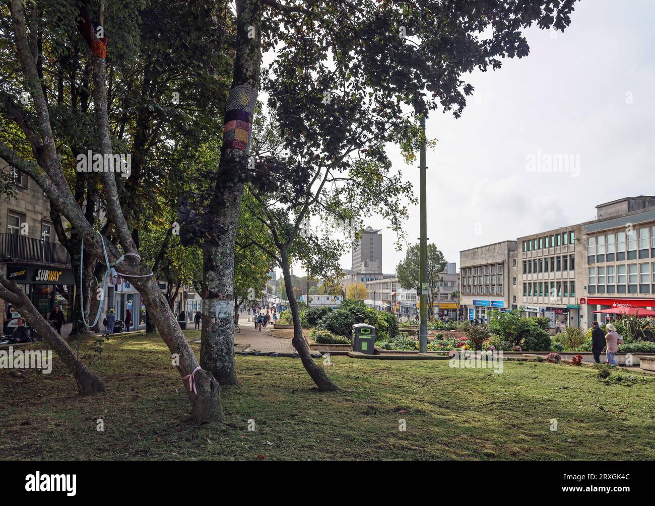 A group of surviving trees in Plymouth’s Armada Way waiting to see how ...