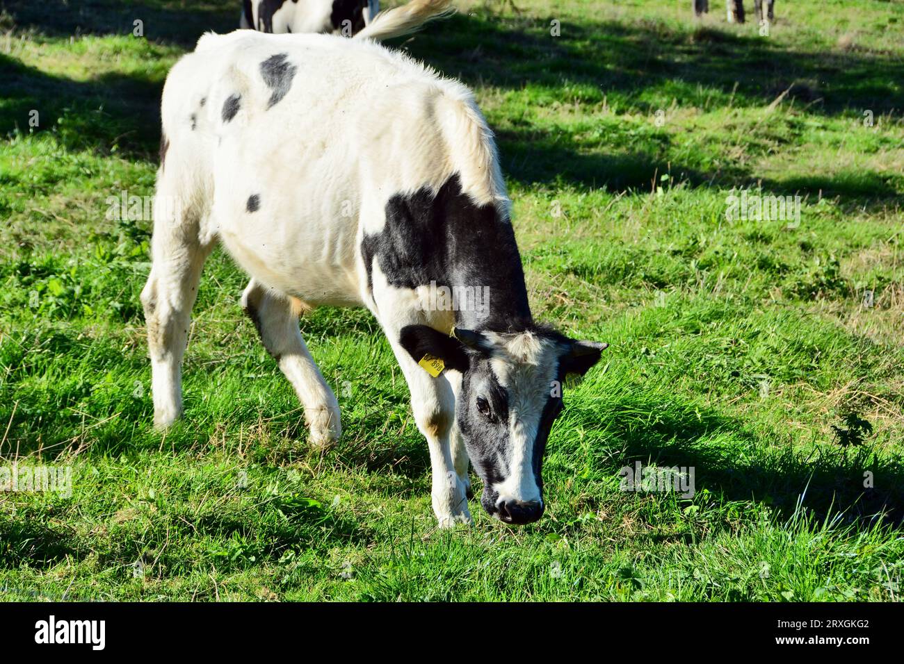 Cattle, cows and calves - a beautiful life on a pasture Stock Photo - Alamy