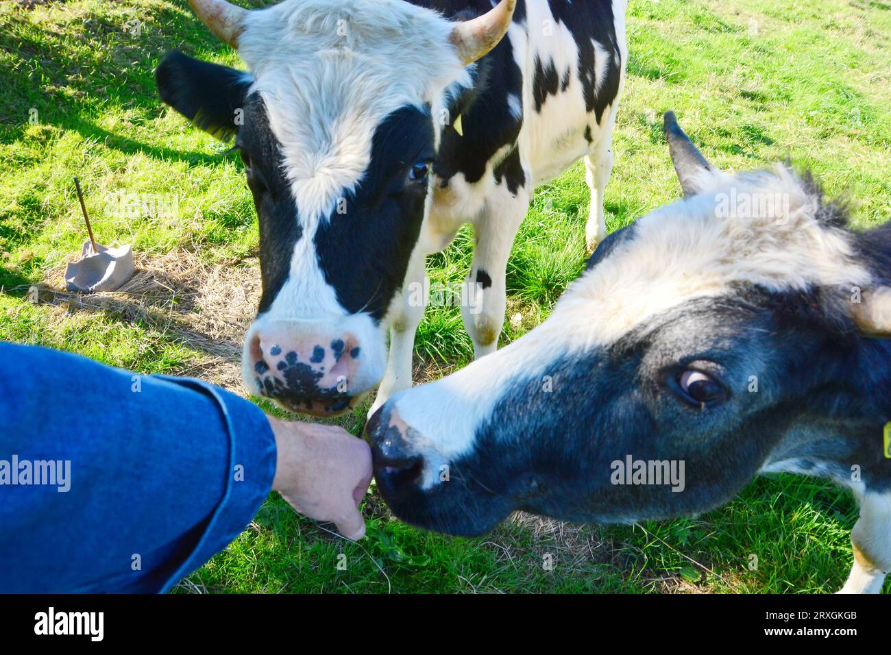 Cattle, cows and calves - a beautiful life on a pasture Stock Photo - Alamy