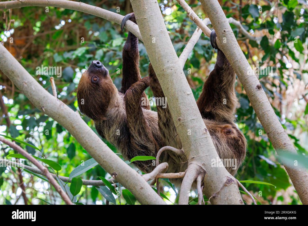 Two-toed sloth, Choloepus didactylus, climbing in a tree. This ...