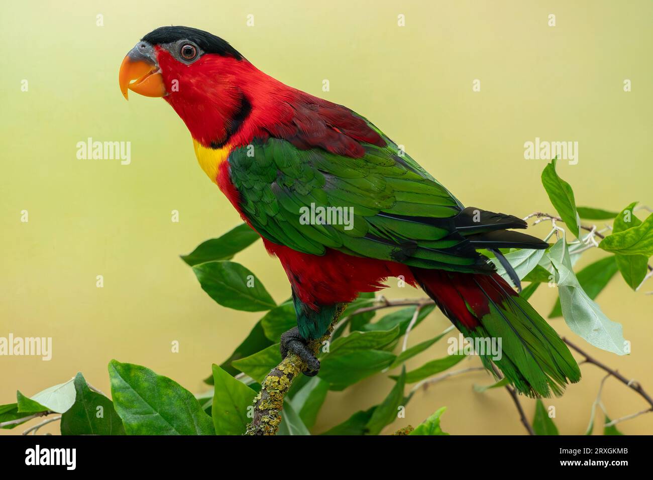 Yellow bibbed lory hi-res stock photography and images - Alamy