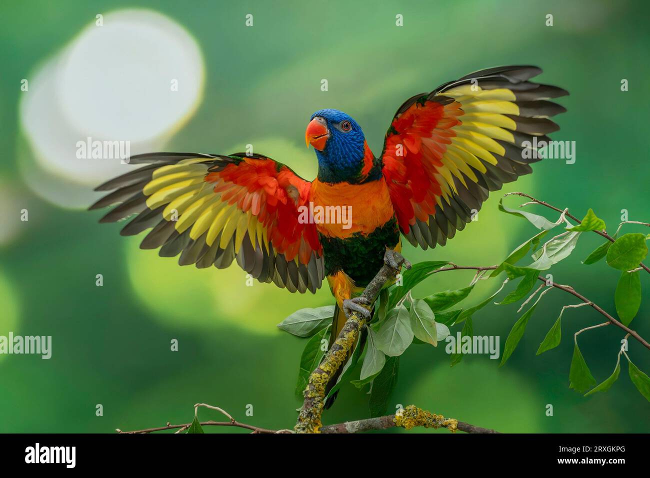 Collared lory hi-res stock photography and images - Alamy