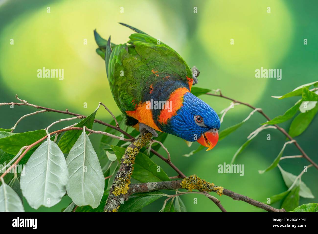 Collared lory hi-res stock photography and images - Alamy