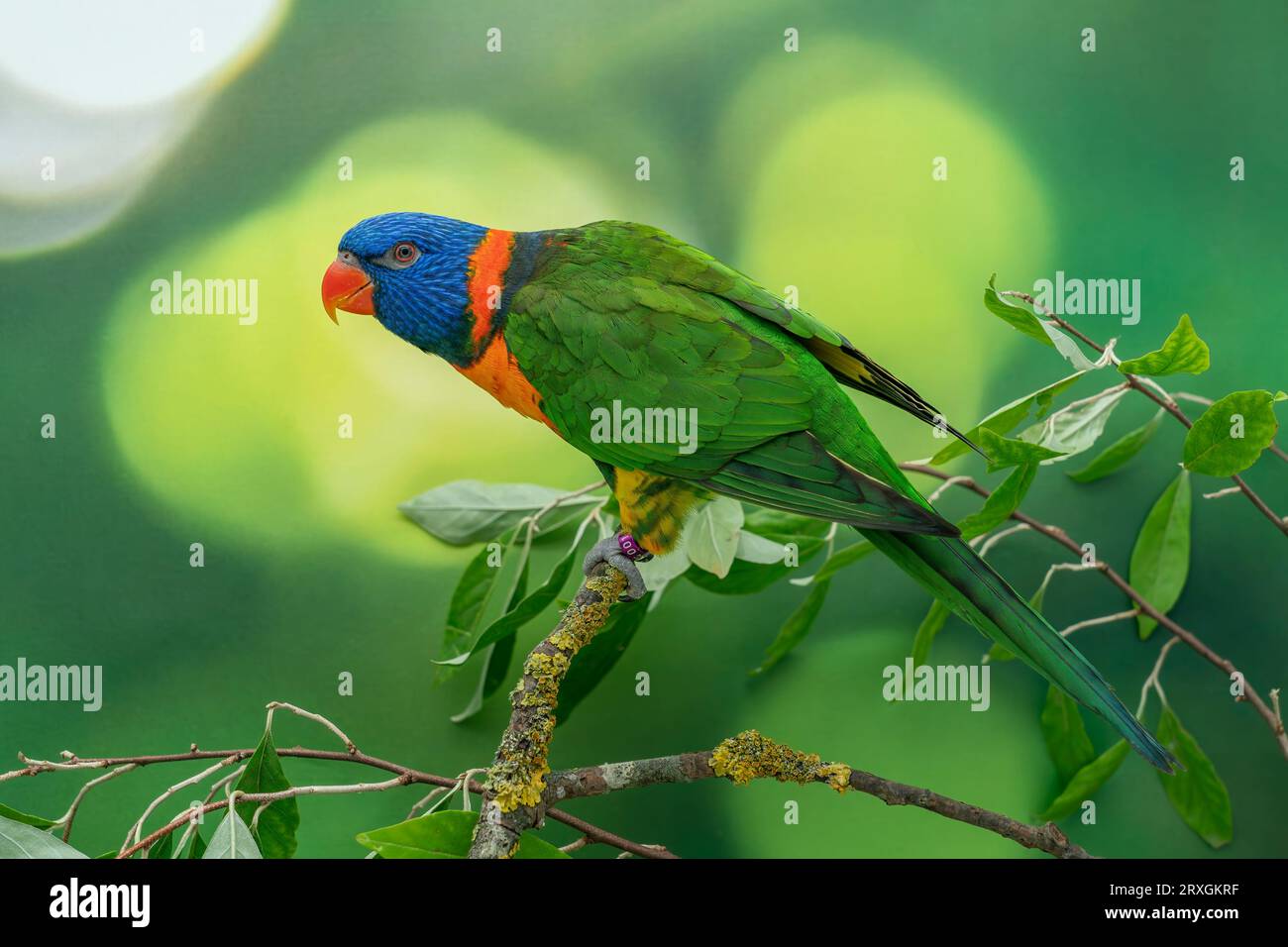 red collared lorikeet, Trichoglossus rubritorquis Stock Photo - Alamy