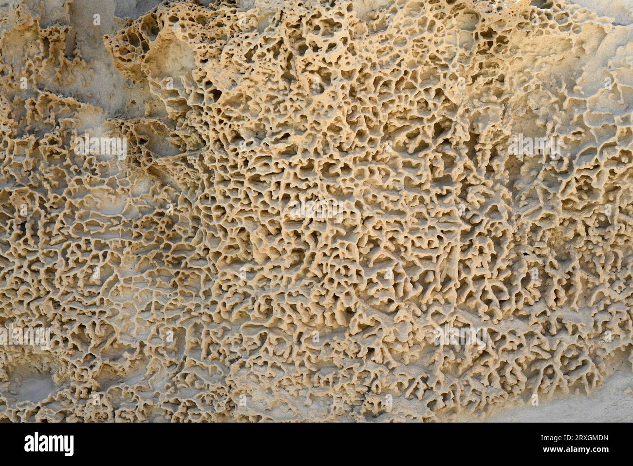 Fossil dune (bioclastic calcarenite) from Messinian. Alveoli or ...