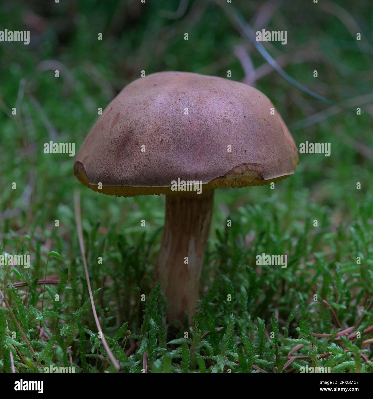 Boletaceae hi-res stock photography and images - Alamy