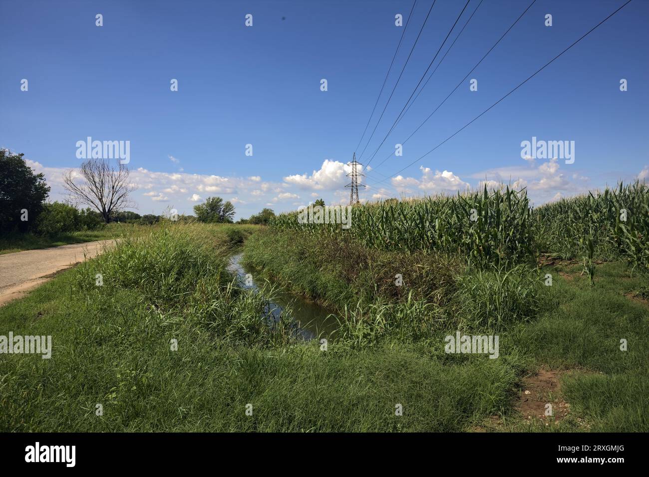 Worn country road next to a corn field and a grove bordered by an ...