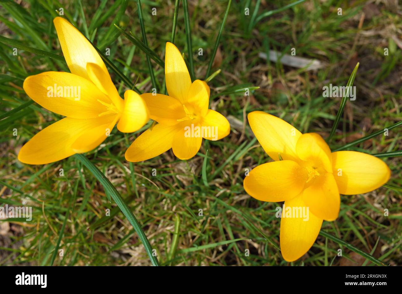Small grass yellow hi-res stock photography and images - Alamy