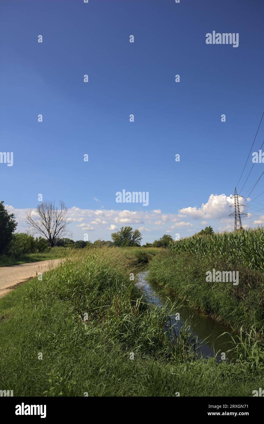 Worn country road next to a corn field and a grove bordered by an ...