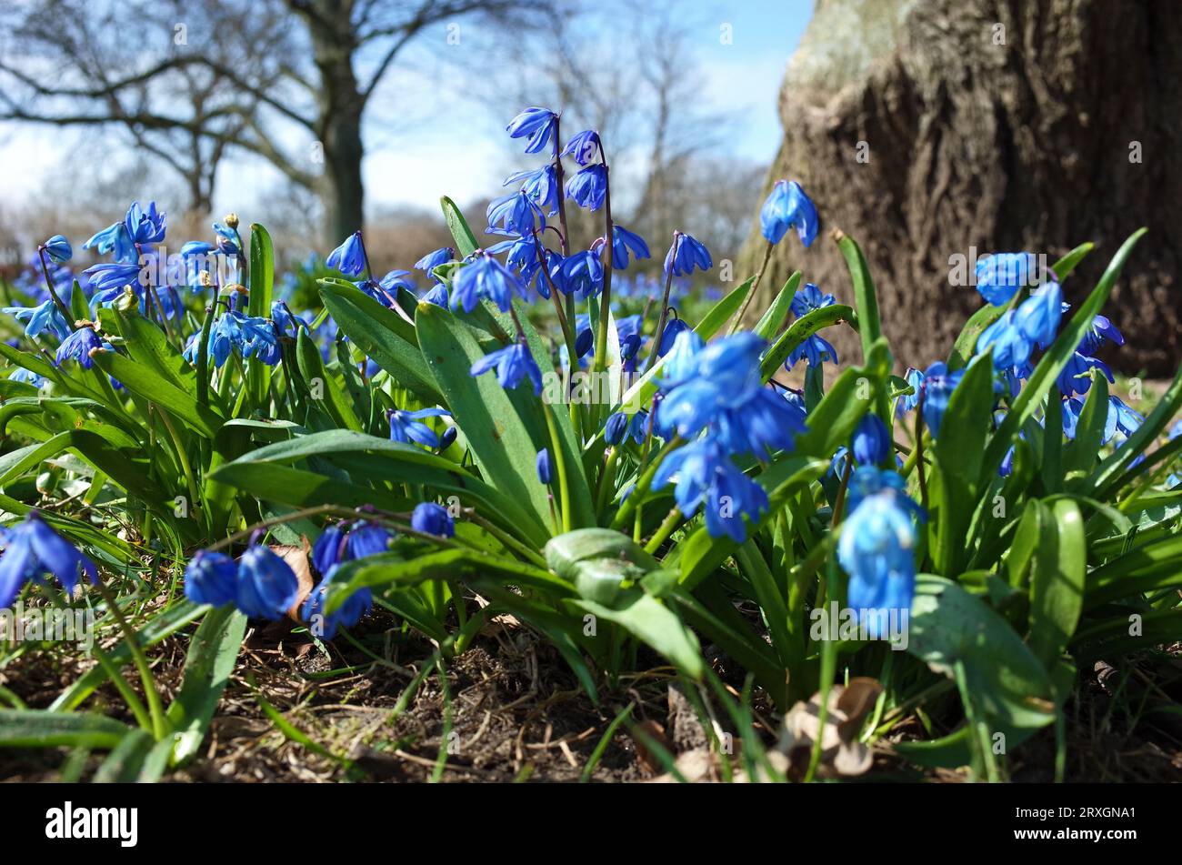 Fragile blue small spring flowers in park in Sweden, Scandinavia, Close ...