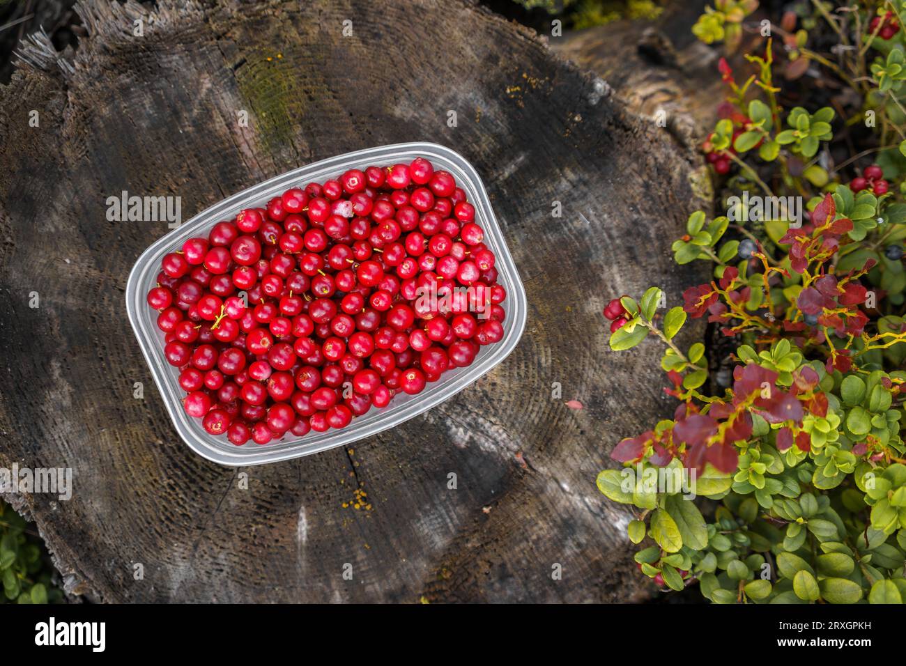Top view of lingonberries in a plastic container on top of a tree stump ...