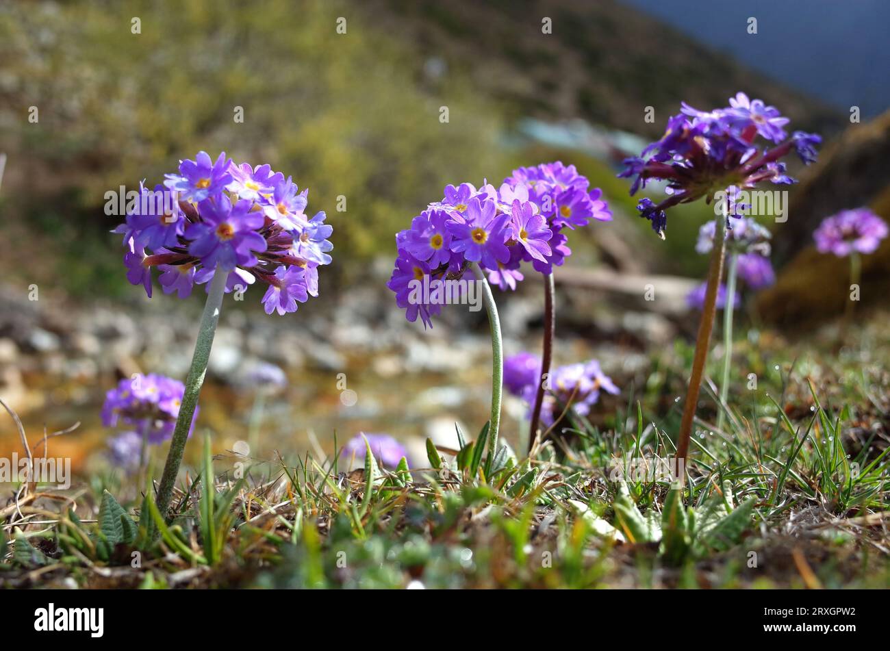 Purple flowers of Primula denticulata (Drumstick Primula) in spring in ...