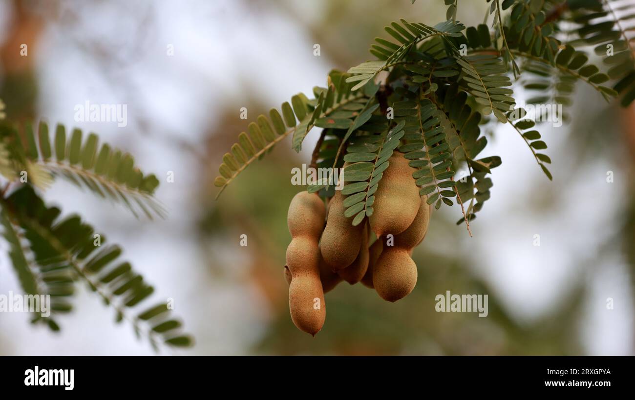 Tamarine tree hi-res stock photography and images - Alamy