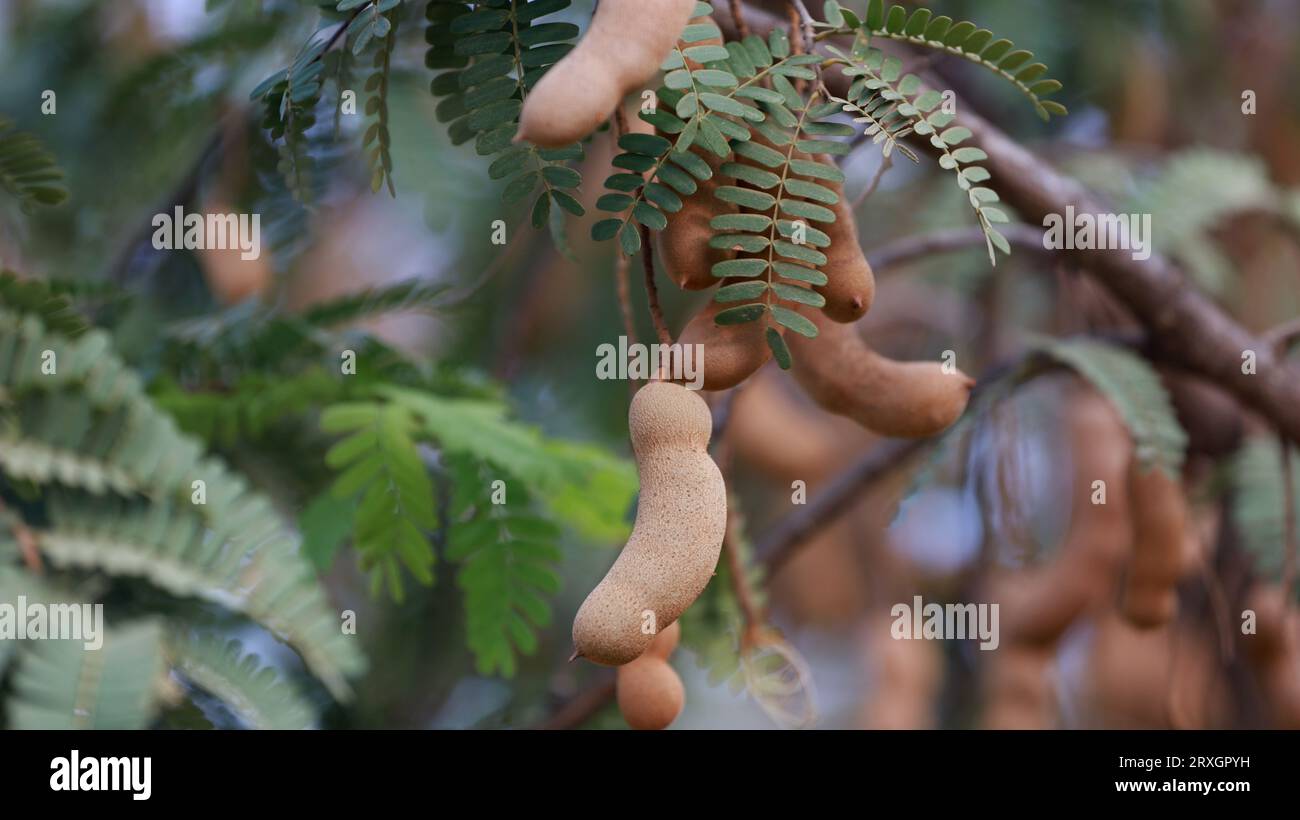 Tamarine tree hi-res stock photography and images - Alamy