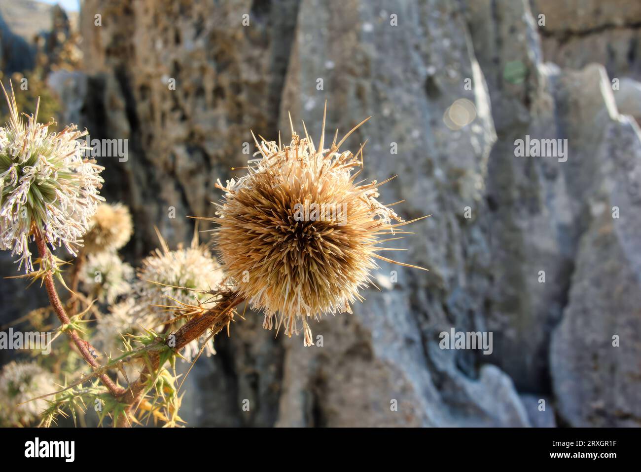A close-up photo of a thistle in a rocky landscape, with the thistle in ...