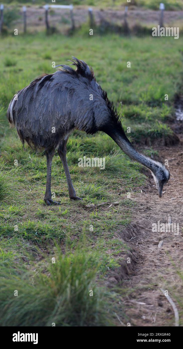 curaca, bahia, brazil - september 17, 2023: ostrich bird - Struthio ...