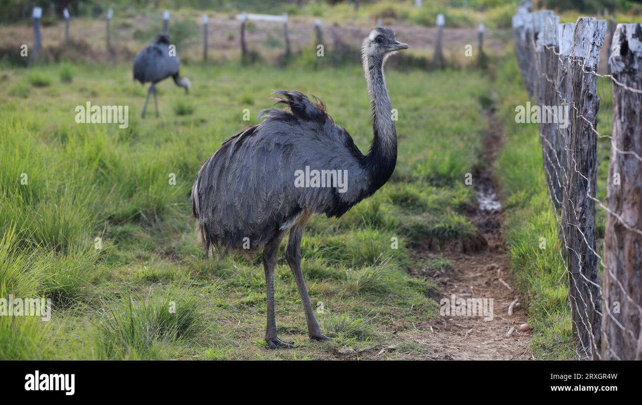 curaca, bahia, brazil - september 17, 2023: ostrich bird - Struthio ...