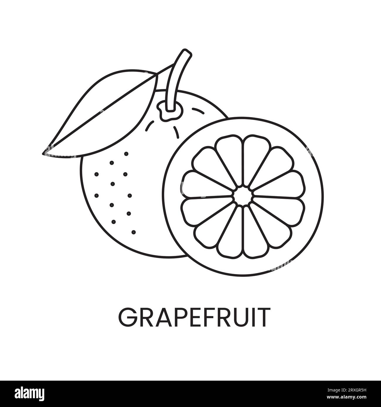 Grapefruit line icon in vector, citrus fruit illustration Stock Vector ...