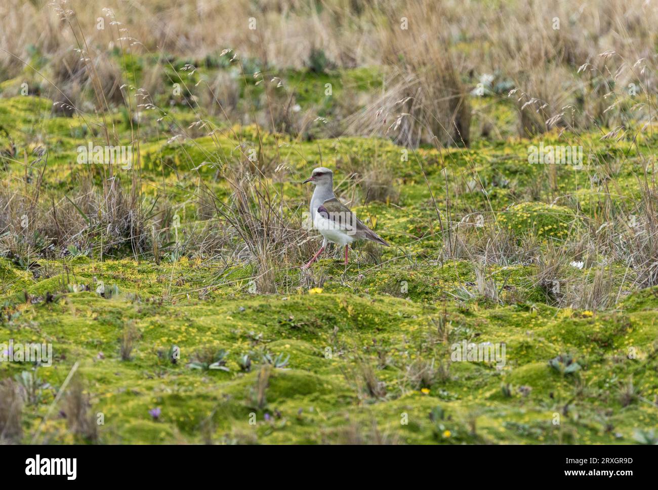 Andean Lapwing (Vanellus resplendens) in Antisana NP, Ecuador Stock ...