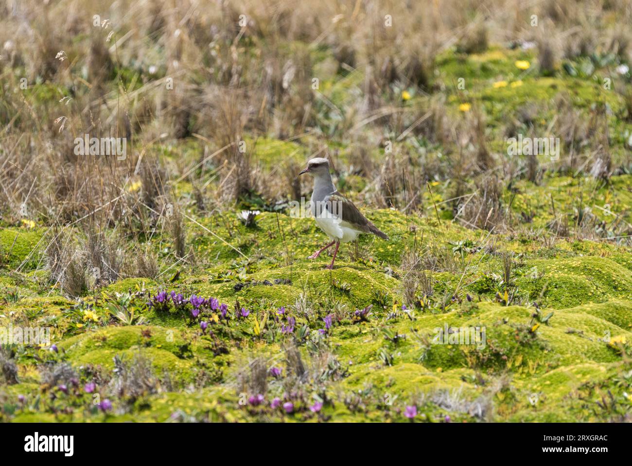 Andean Lapwing (Vanellus resplendens) in Antisana NP, Ecuador Stock ...