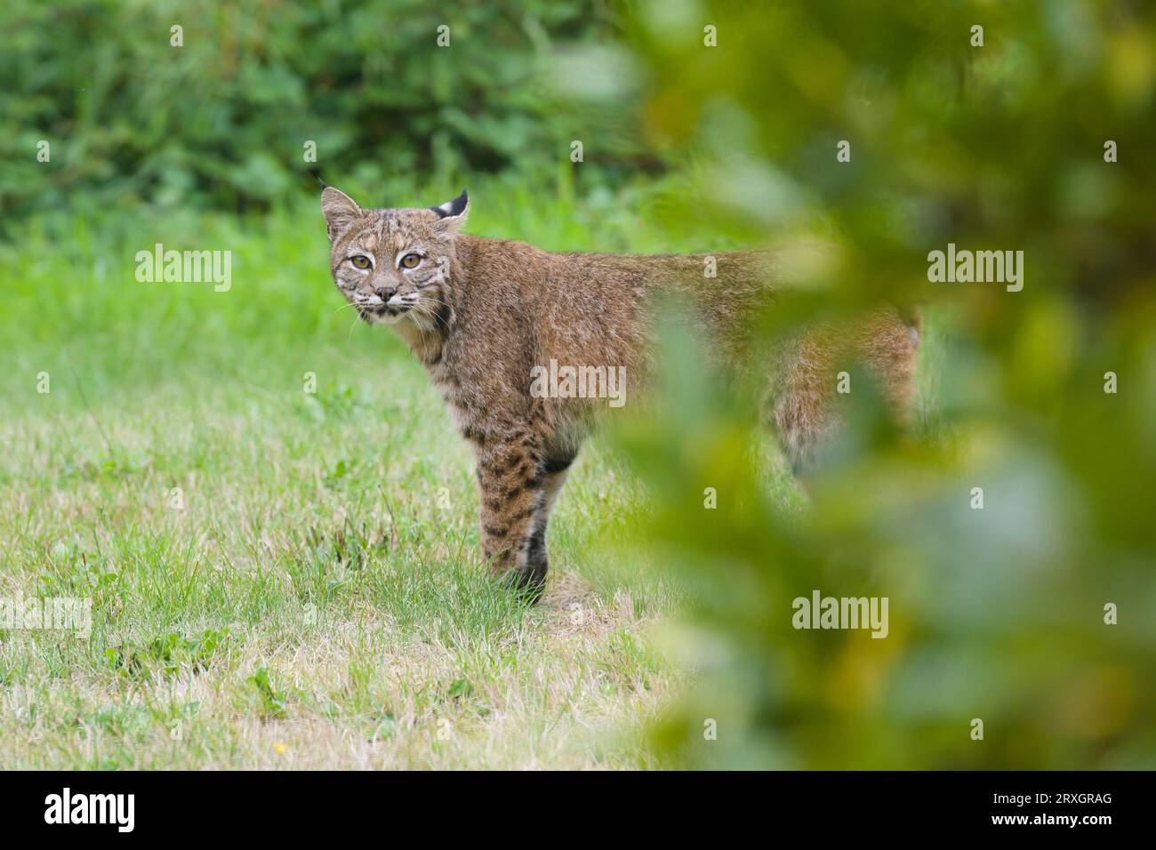 Wild bobcat standing in a suburban garden looking around a green bush ...