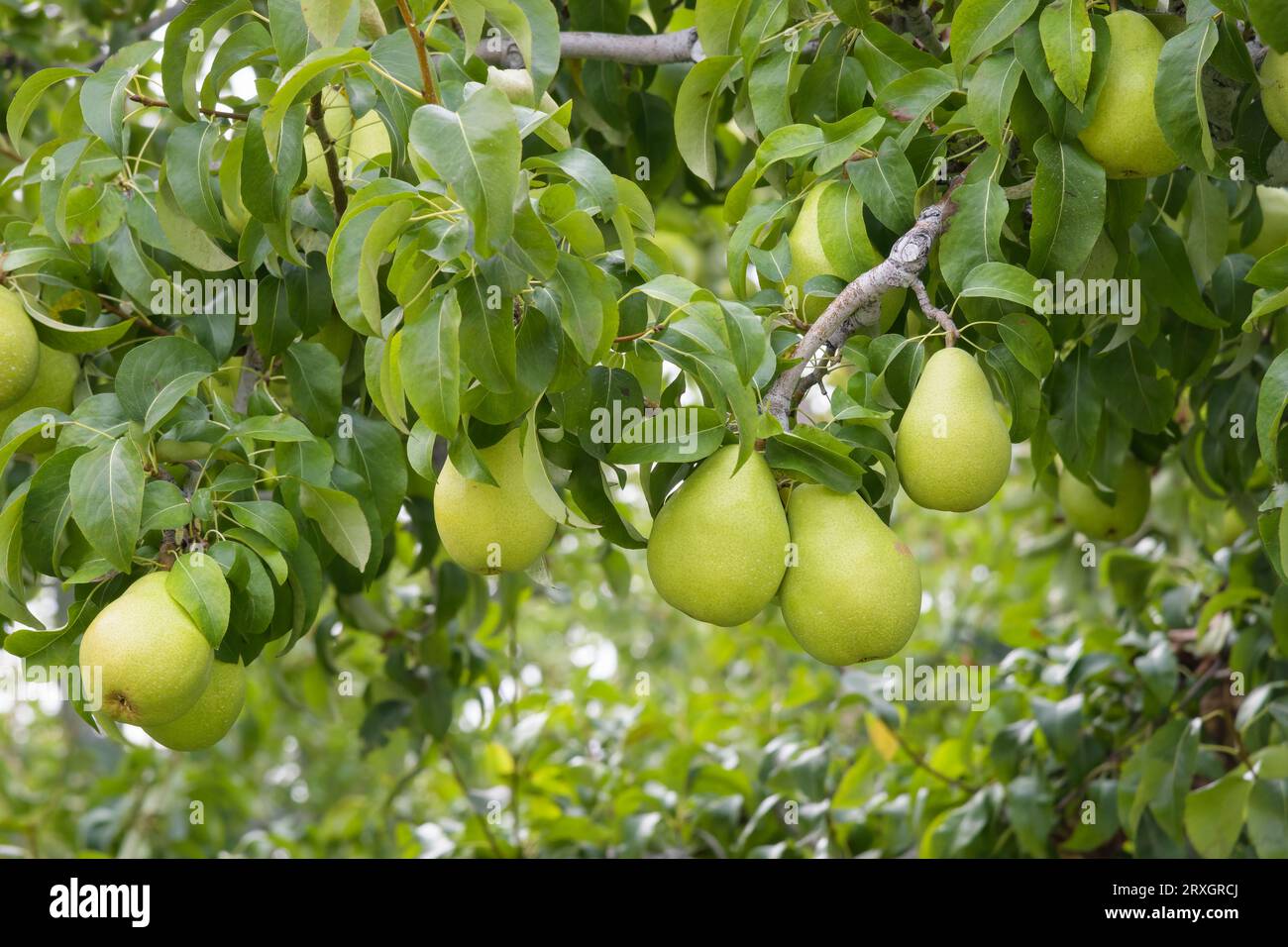 Crop of fresh ripe pears hanging on fruit tree ready to be picked Stock ...