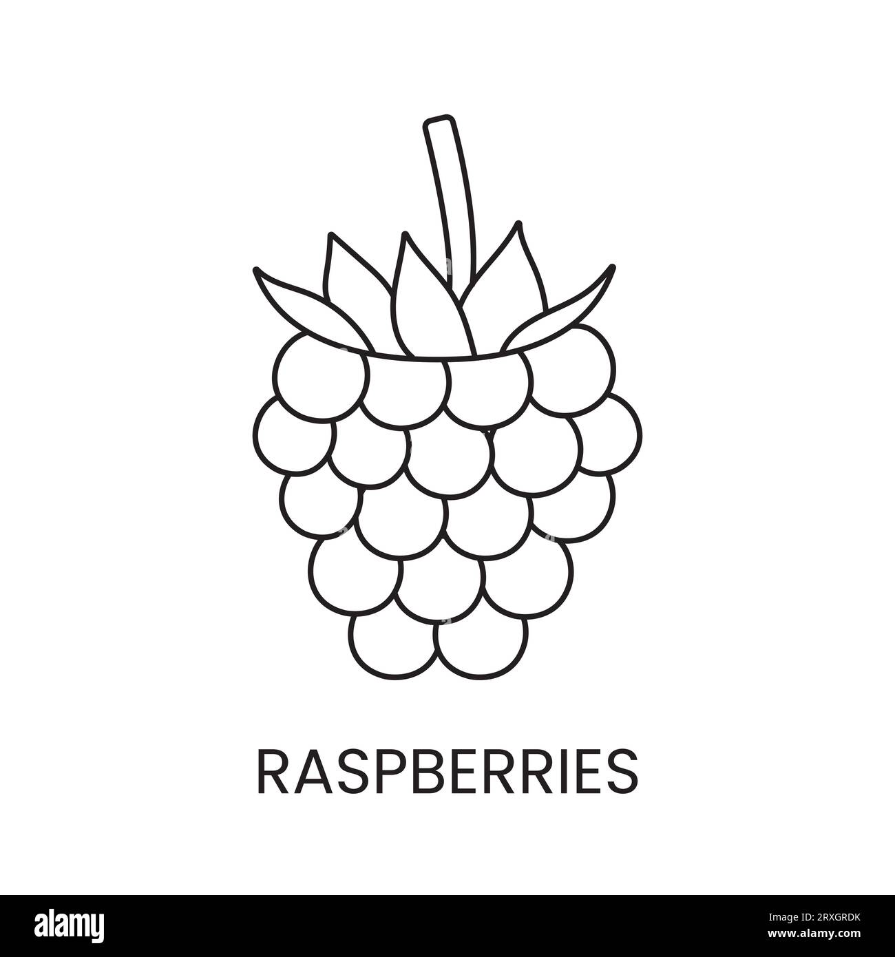 Raspberry line icon in vector, berry illustration Stock Vector Image ...