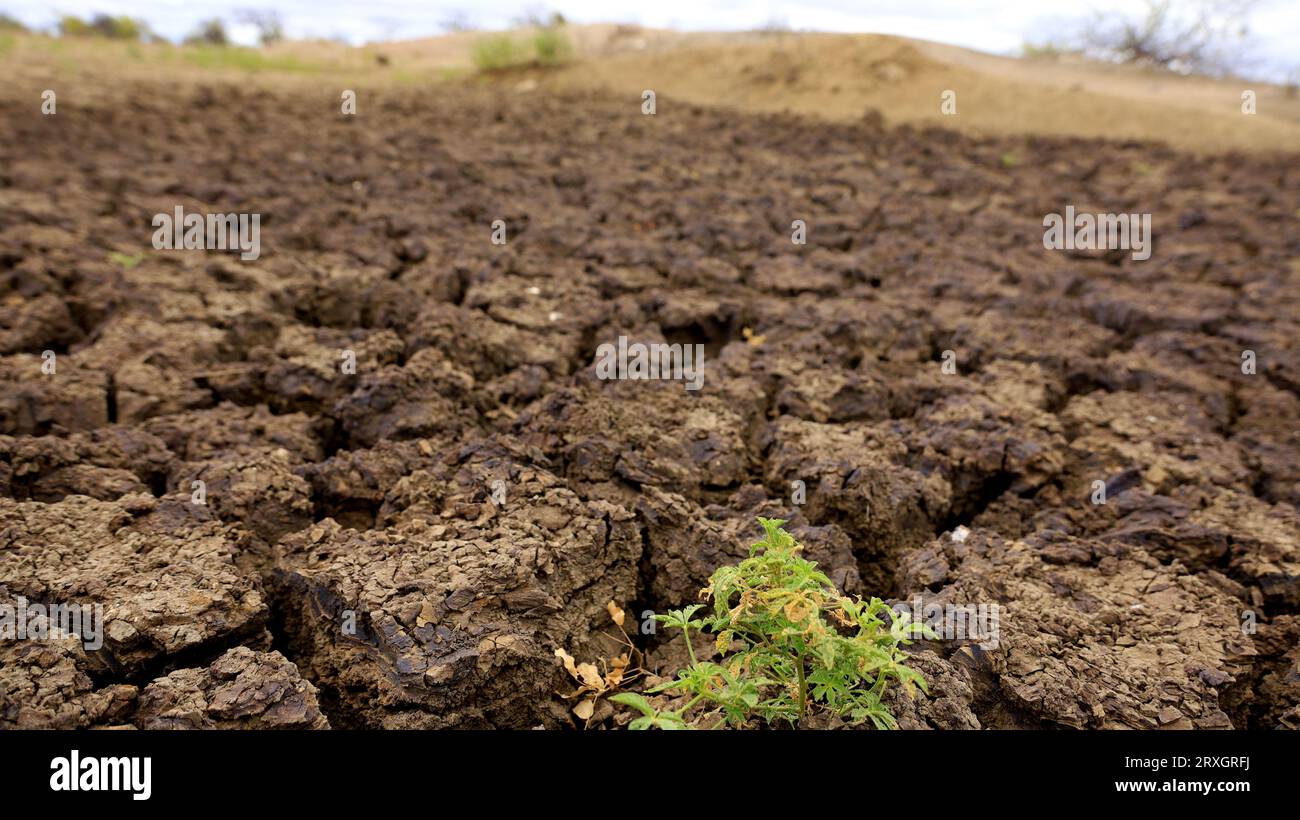 curaca, bahia, brazil - september 17, 2023: view of cracked earth in a ...