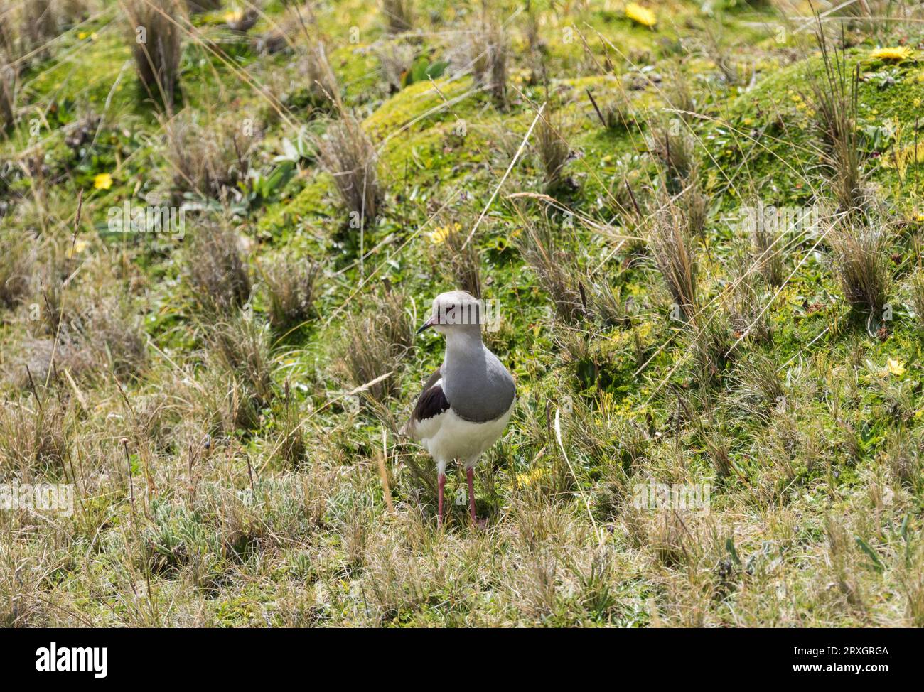 Andean Lapwing (Vanellus resplendens) in Antisana NP, Ecuador Stock ...