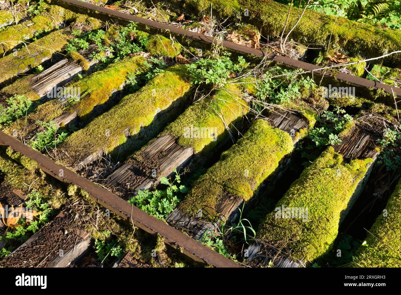 Moss covered wooden railway sleepers on disused railroad track with ...