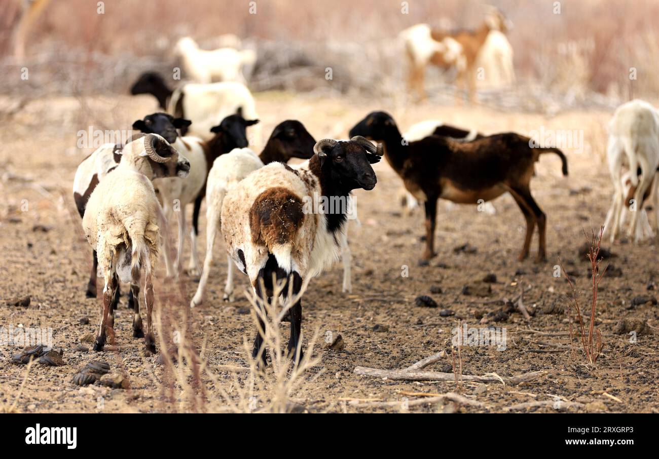 curaca, bahia, brazil - september 18, 2023: sheep farming in a dry ...