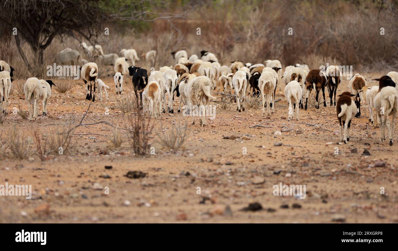 curaca, bahia, brazil - september 18, 2023: sheep farming in a dry ...