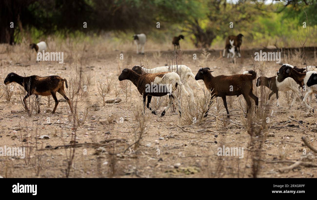 curaca, bahia, brazil - september 18, 2023: sheep farming in a dry ...