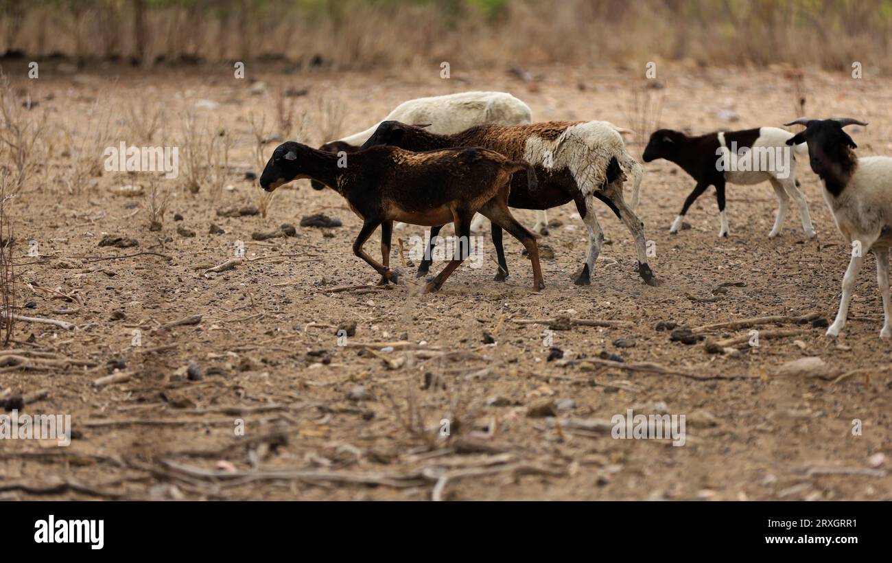 curaca, bahia, brazil - september 18, 2023: sheep farming in a dry ...