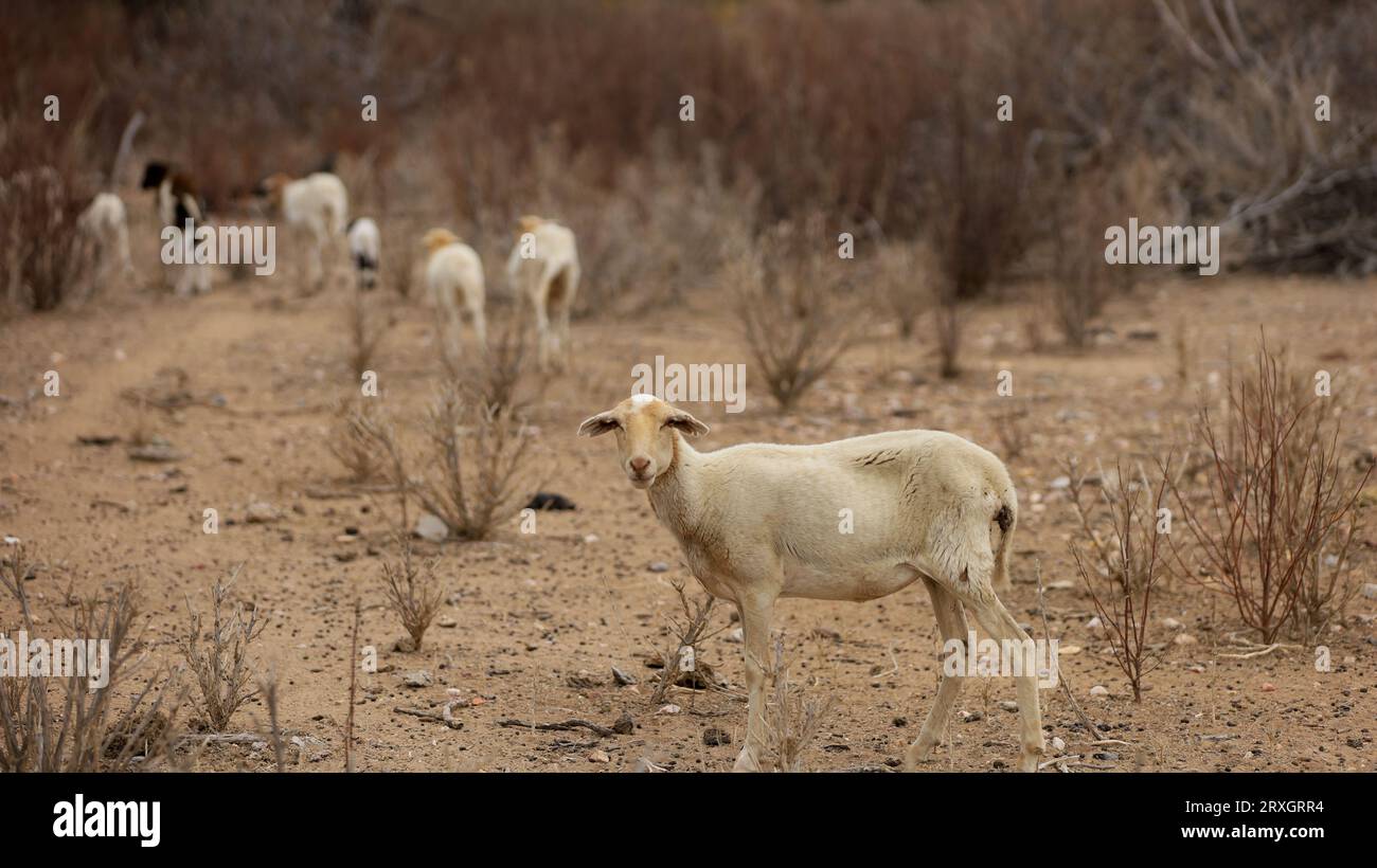 curaca, bahia, brazil - september 18, 2023: sheep farming in a dry ...