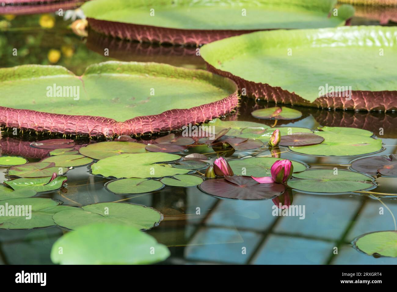 purple buds of a tropical water lily before flowering in a greenhouse ...
