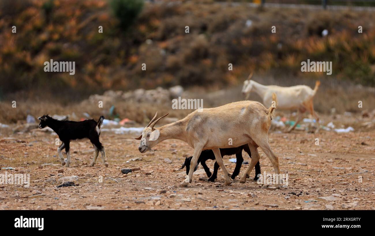 curaca, bahia, brazil - september 18, 2023: goat farming in a dry ...