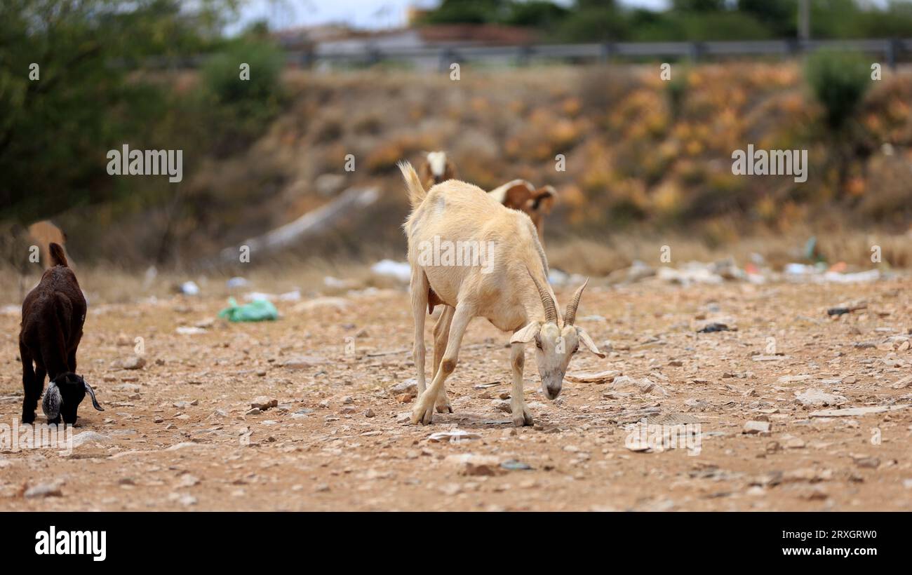 curaca, bahia, brazil - september 18, 2023: goat farming in a dry ...