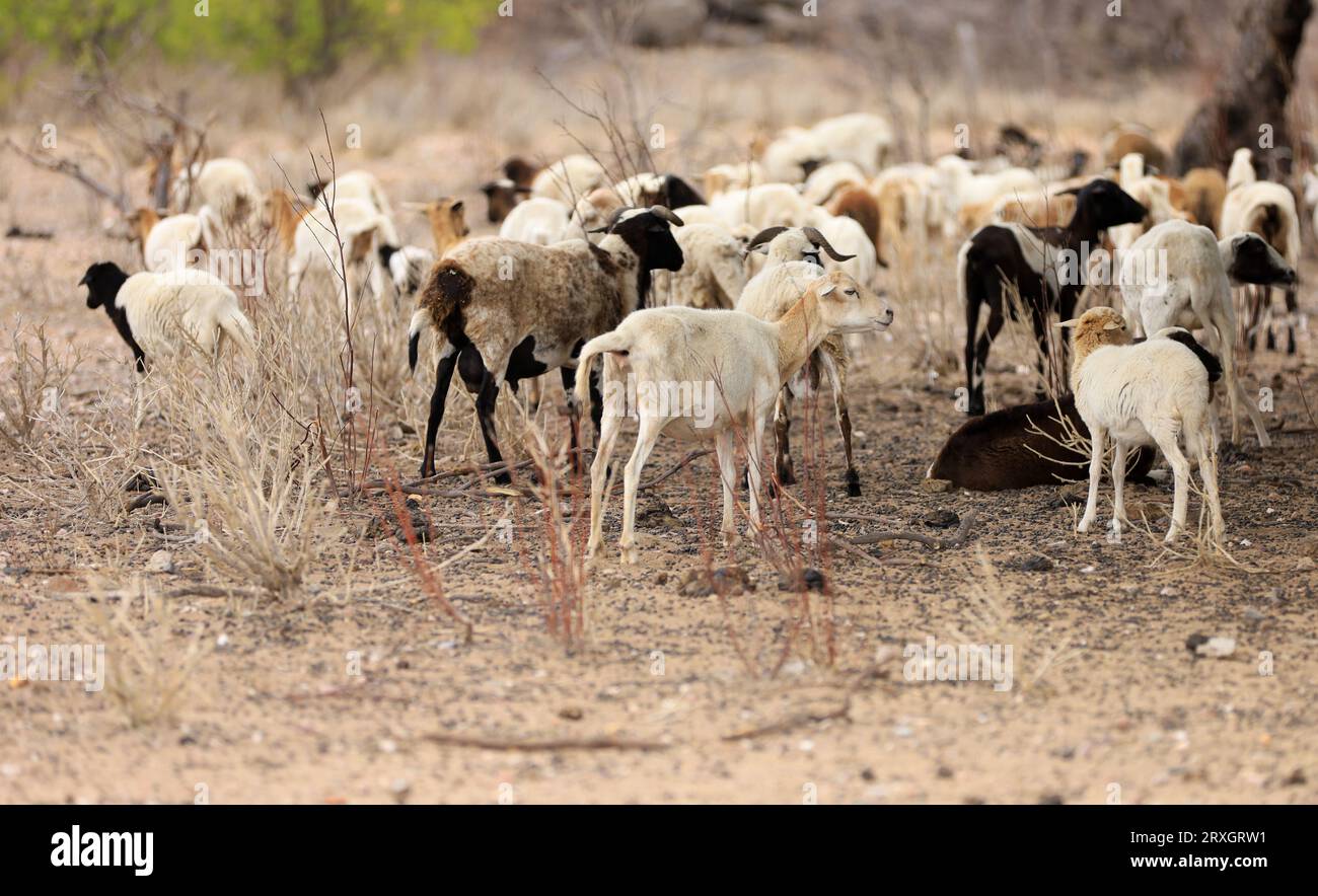curaca, bahia, brazil - september 18, 2023: sheep farming in a dry ...