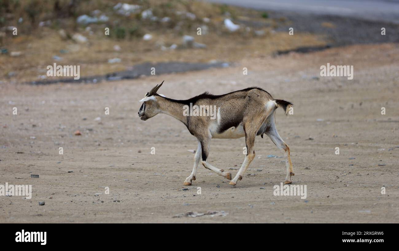 curaca, bahia, brazil - september 18, 2023: goat farming in a dry ...