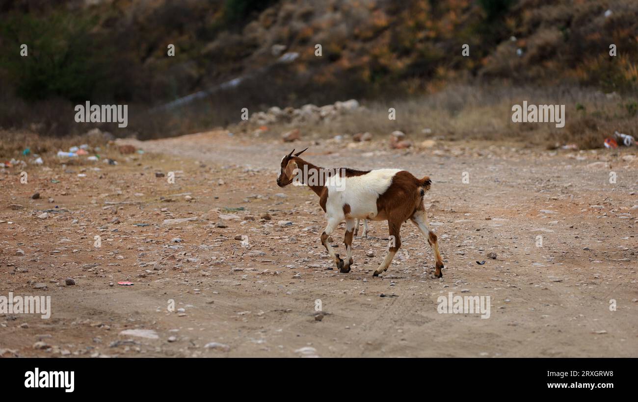 curaca, bahia, brazil - september 18, 2023: goat farming in a dry ...