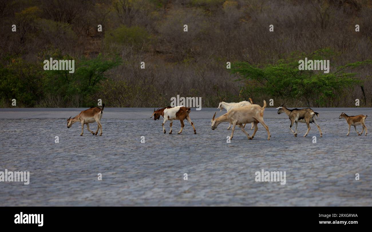 curaca, bahia, brazil - september 18, 2023: goat farming in a dry ...