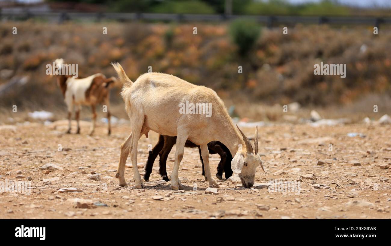 curaca, bahia, brazil - september 18, 2023: goat farming in a dry ...